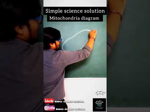 Mitochondria diagram in easy way
