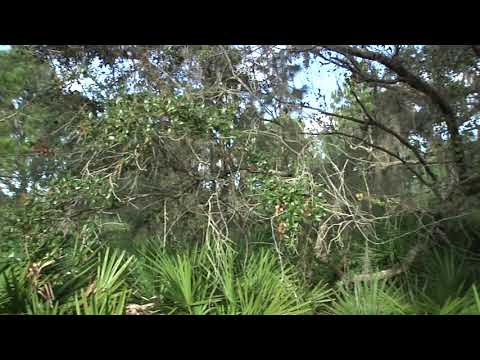3241 Douglas Rd. Port Charlotte, FL. 33980 - item - 699118
