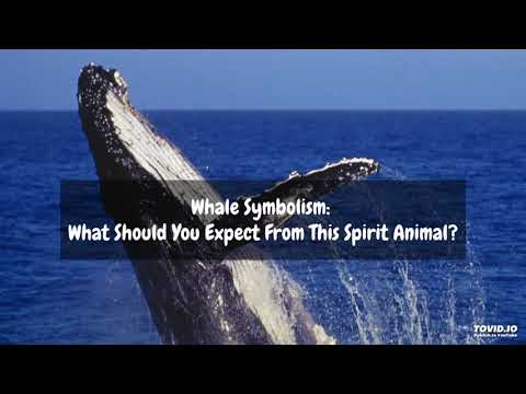 Whale Symbolism: What Should You Expect From This Spirit Animal