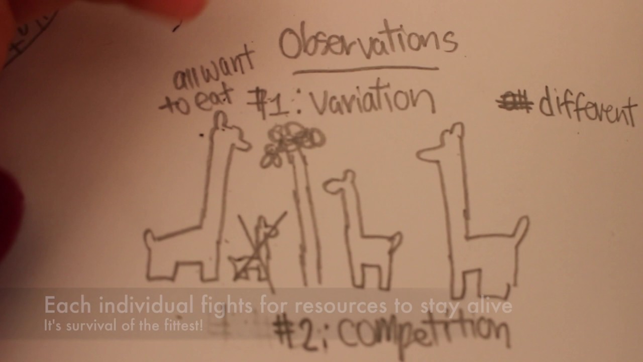 Drawin's 2 Observations and Inferences