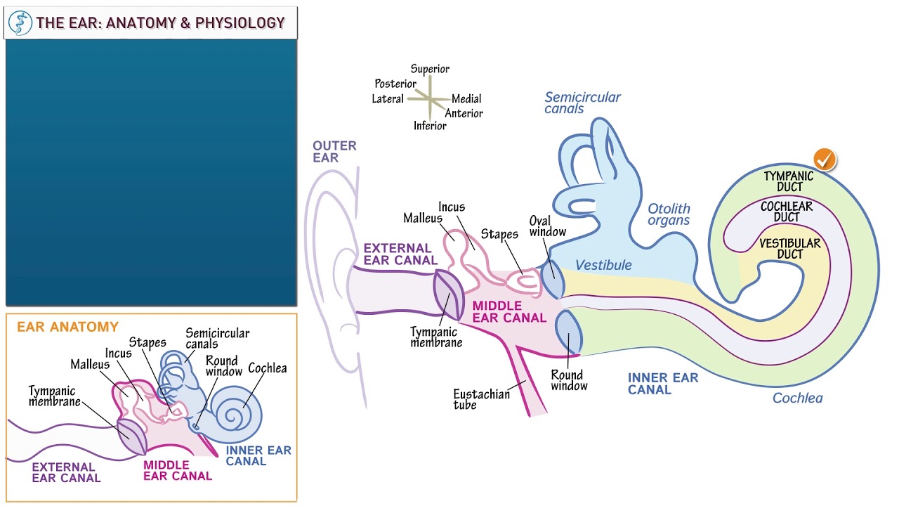 Anatomy & Physiology of the Ear!