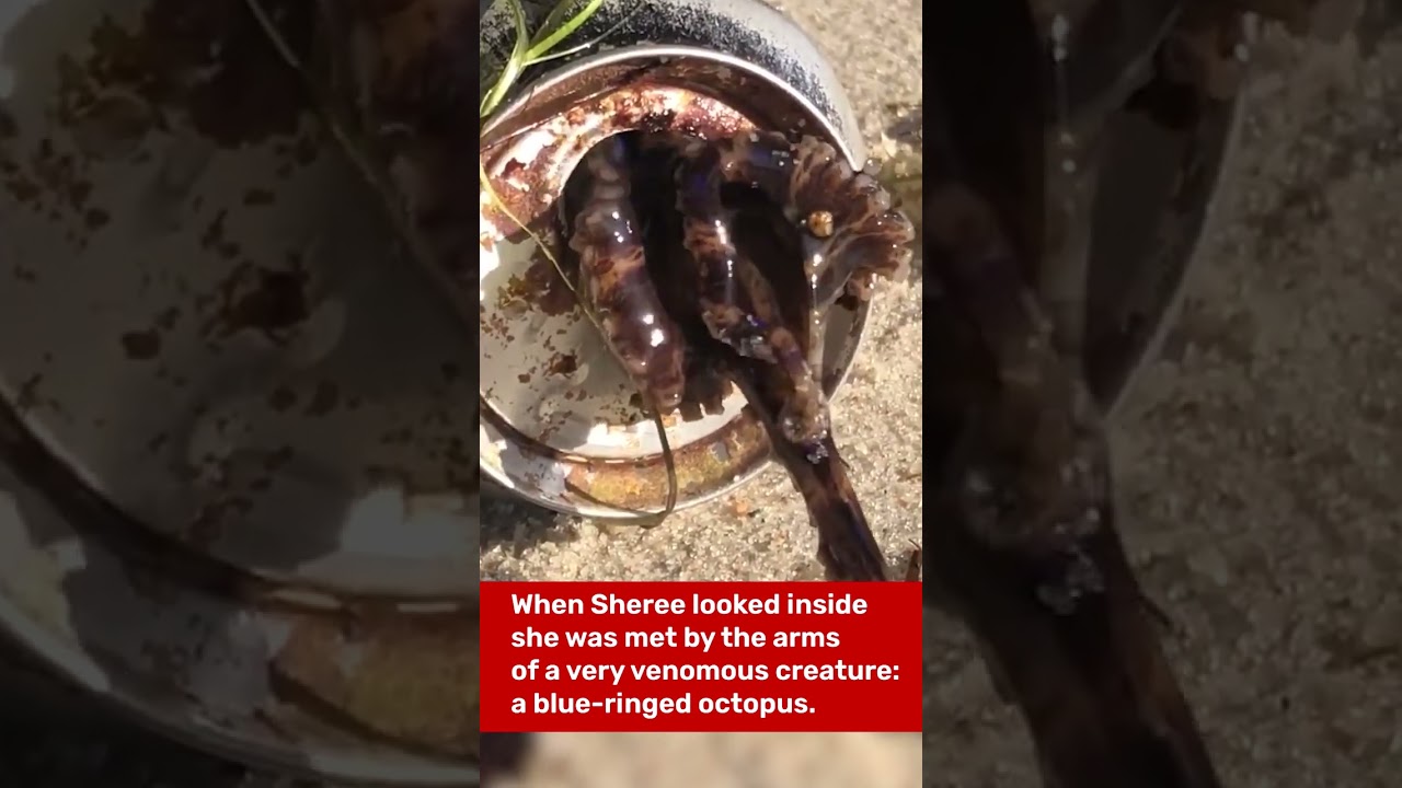 Deadly Octopus In A Can