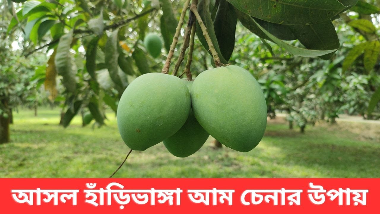 রংপুরের বিখ্যাত লালমাটির হাঁড়িভাঙ্গা আম চেনার ‍উপায় ।। Famous Harivanga Mango of  Rangpur