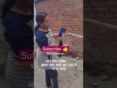 गाय का अटैक #snehavlogs #veterinary #vet #animals #treatment #youtubeshorts #cow #attack #shorts#fyp
