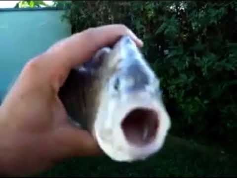 Steam Community :: Video :: Killer Fish from San Diego 🥰