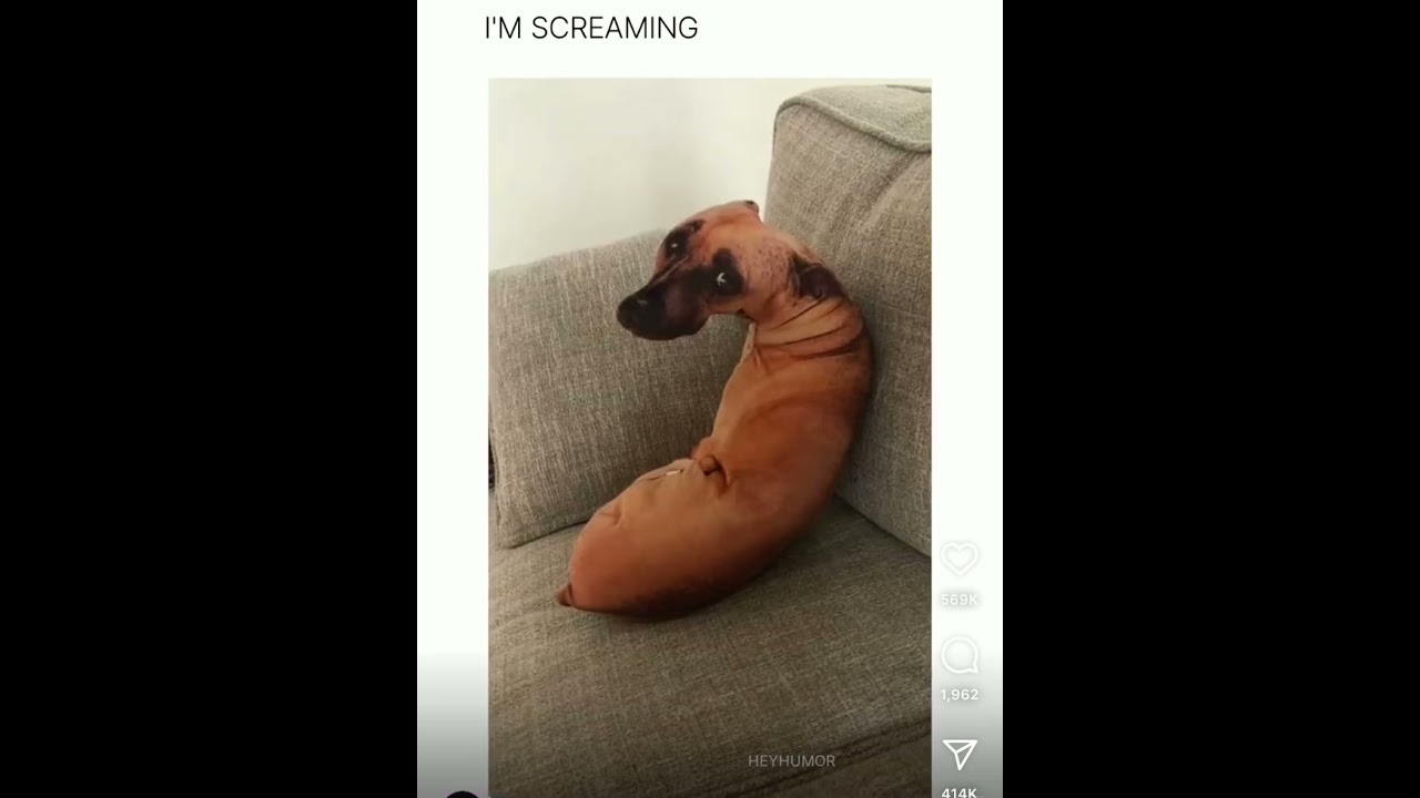 Creepy side eye dog pillow 😟 #funny  #creepy
