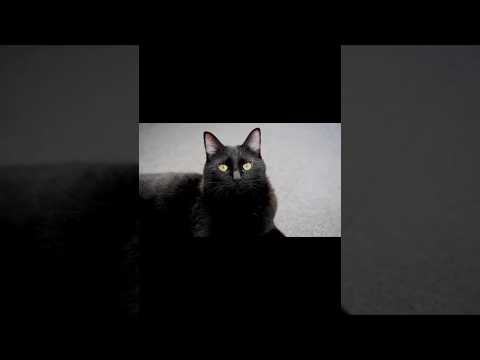 Black Cat's Bad Dad Jokes - ANIMATED #dadjoke #dadjokes #funny #badjoke #comedy