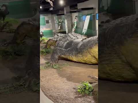 “Lolong”, the world’s largest saltwater crocodile (taxidermy) | Travel Vlog