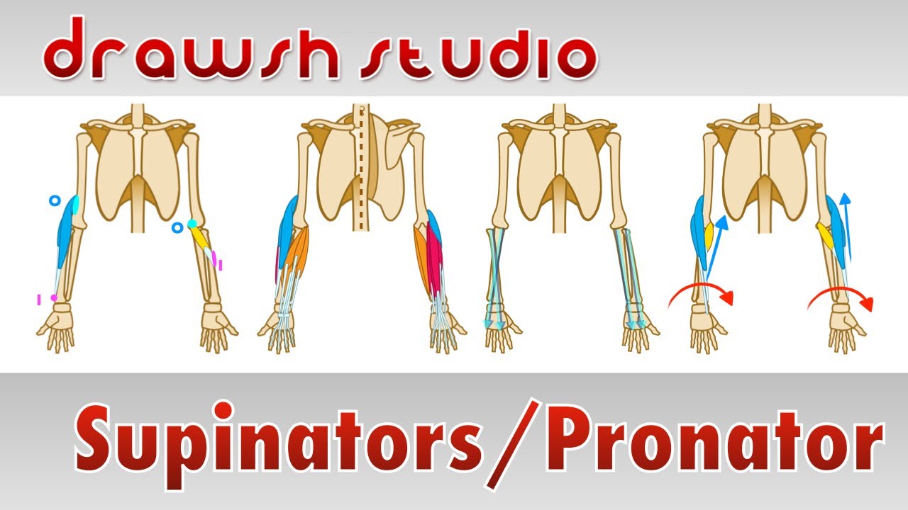 The Supinator and Pronator Muscles