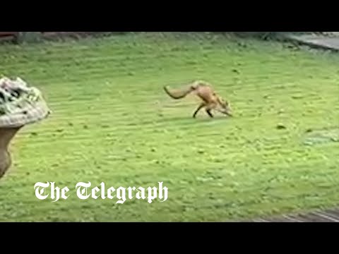 Watch: Two-Legged Fox Filmed in England | The MarkoZen Blog