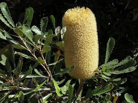 The Flowers You Won't Believe Actually Exists, Banksia Flowers | Australian Wildflowers