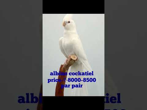 cockatiel price in india#shortsvideo #youtubeshorts #viralshorts