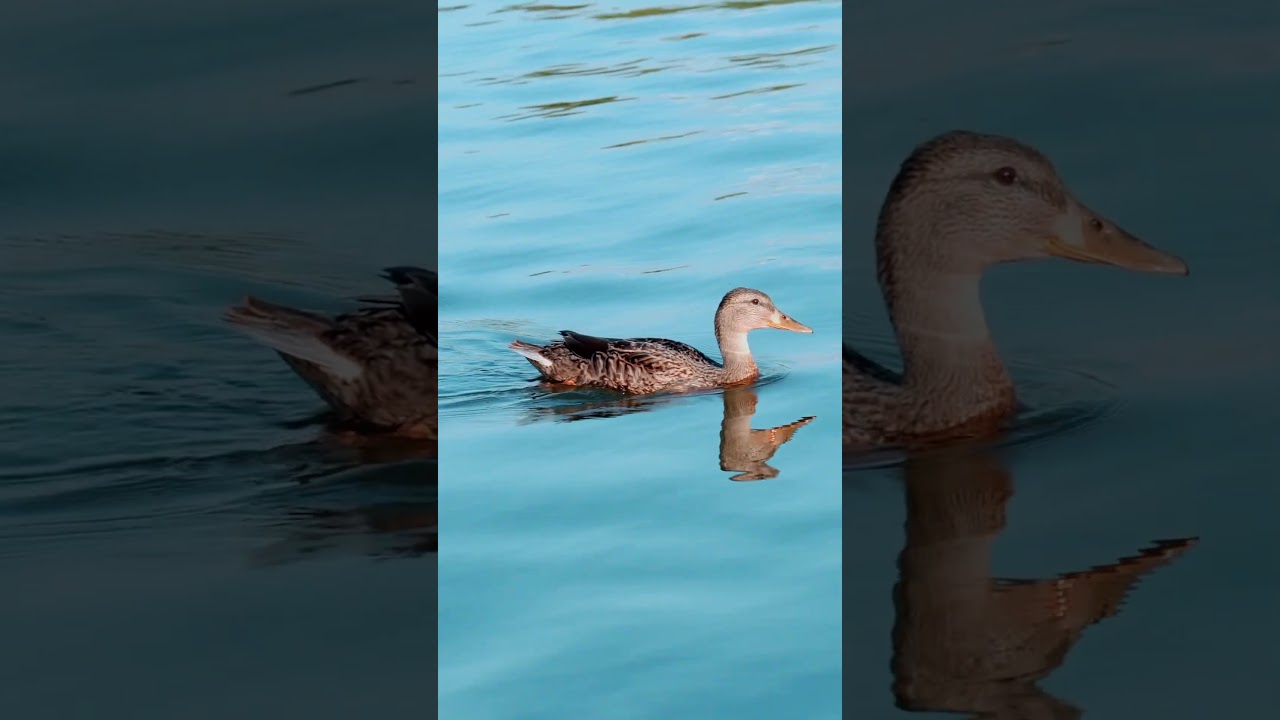 Tranquil Beauty of Water Birds | Bird Vibe Studio #relaxing #relaxingmusic #nature #birdlovers