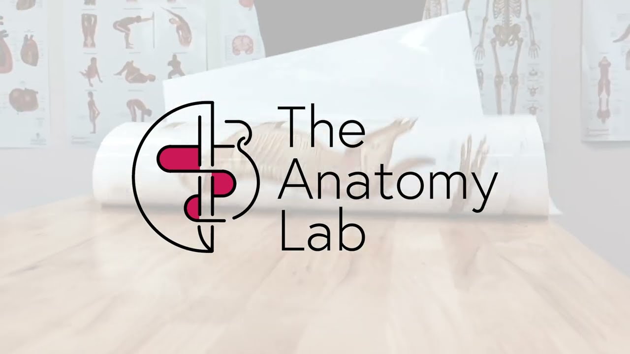 Inspire Curiosity with Anatomical Charts from The Anatomy Lab