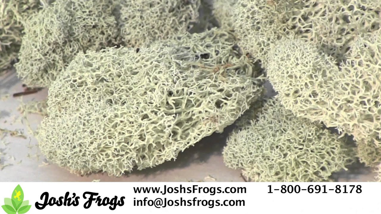 Josh's Frogs Reindeer Moss