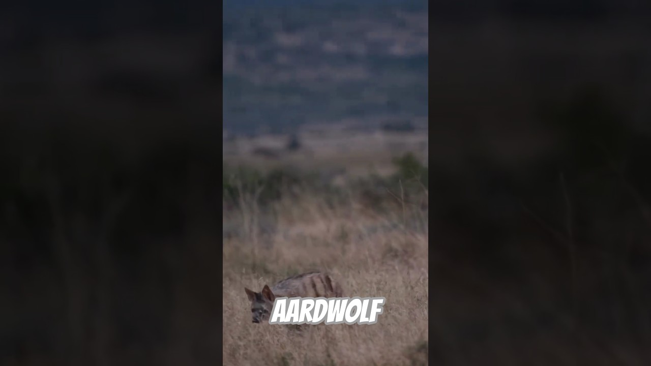 Aardwolf: The Termite-Eating Hyena 🐺🦴#Aardwolf #WeirdAnimals #WildlifeFacts#animalshorts