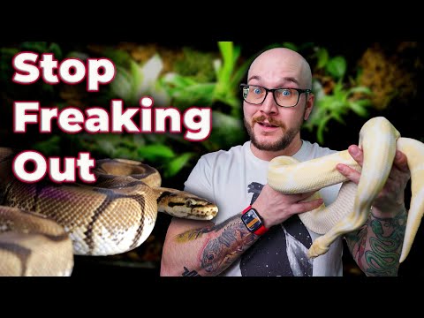 The BIGGEST Controversy in Reptiles Is a Non Issue! I'm FINALLY Speaking Out on Spider Ball Pythons!
