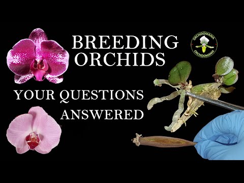 Your Questions Answered: How To Grow Orchids from Seed (Q&A/FAQ)