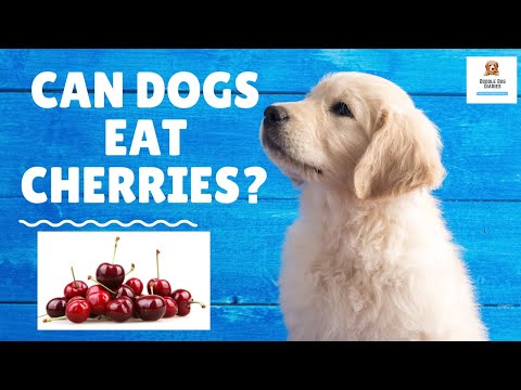 Can Dogs Have Cherries? [Answered] Part of the What Can My Dog Eat Series?
