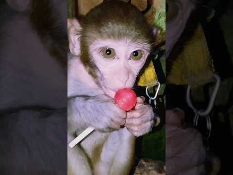 baby monkeys for adoption free||#cutemonkey #youtubeshorts #shorts #ytshorts