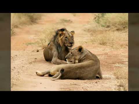 maneless lion