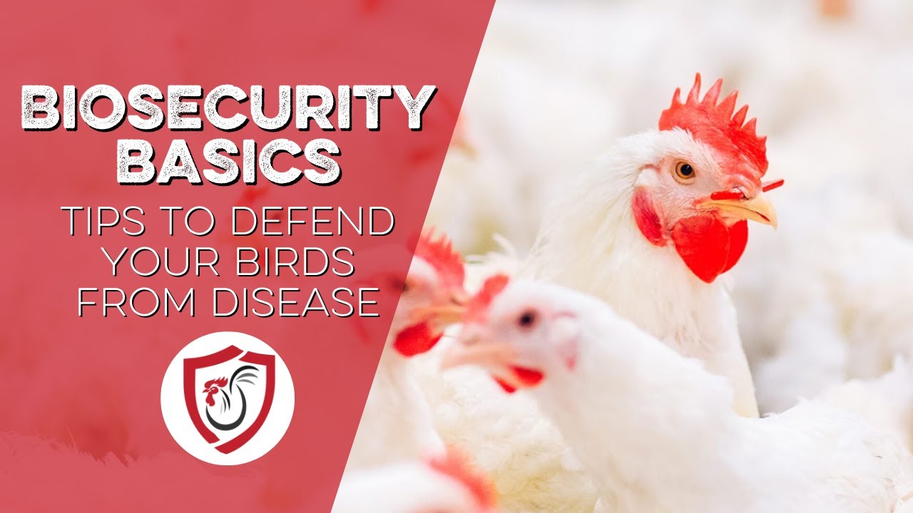 Poultry Farm Biosecurity Basics - Tips to Defend Your Birds from Disease