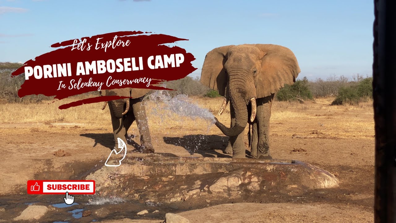 Porini Amboseli Camp Experience | Stay in Award-Winning Selenkay Conservancy