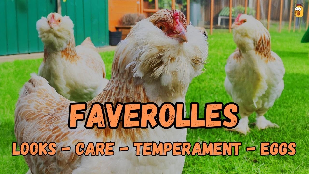 Faverolles Chicken: Superfluffy and Pink Eggs