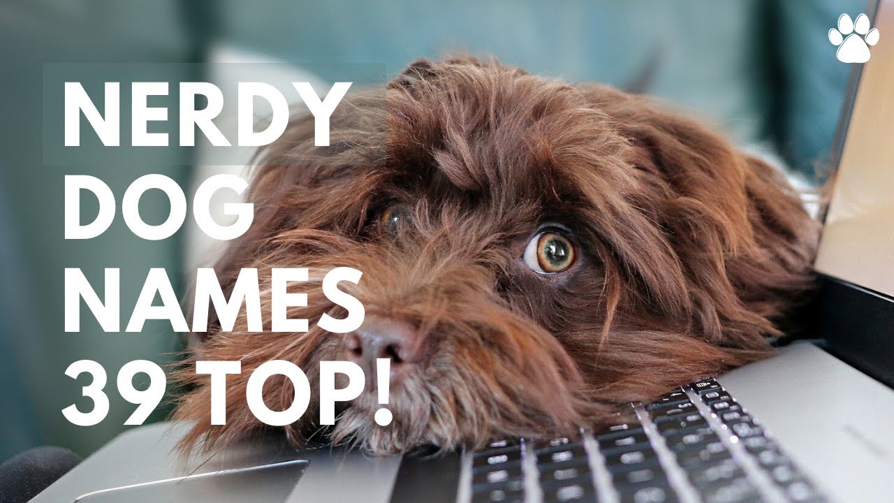 Nerdy Dog Names - 39 BEST & GEEKY Names Ideas | Names