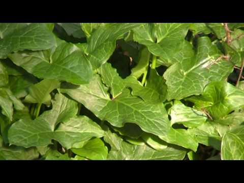 Lords and Ladies - What Not to Eat - Arum maculatum