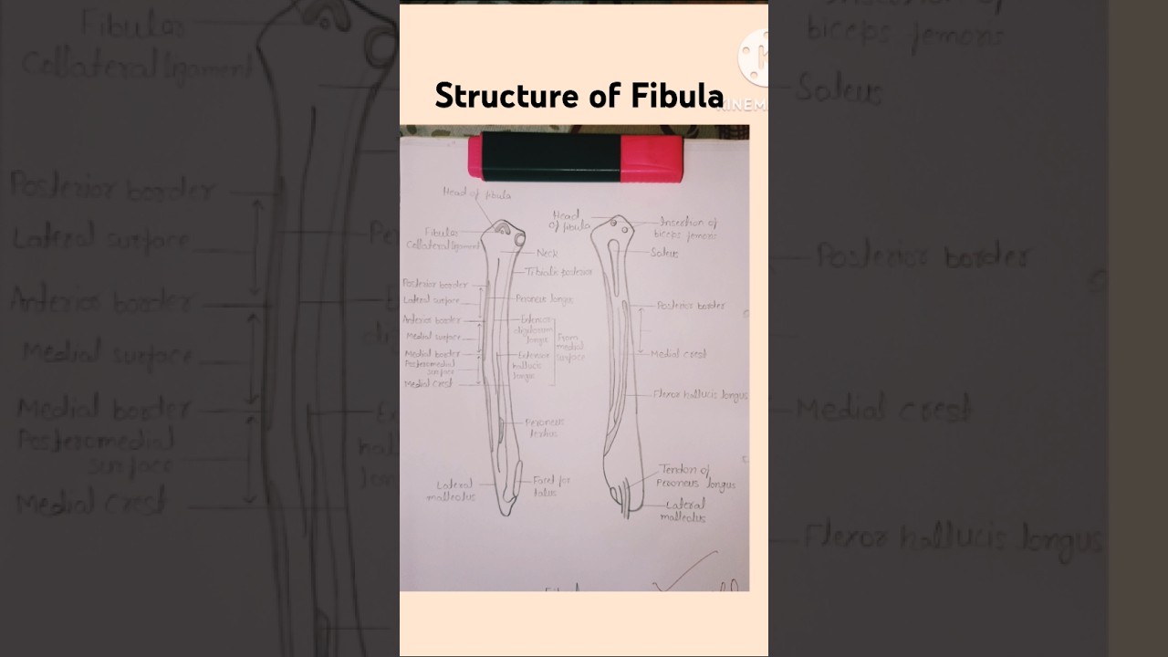 Human Fibula Diagram #ncertbiologyhighlights #neet #shorts #viralvideo