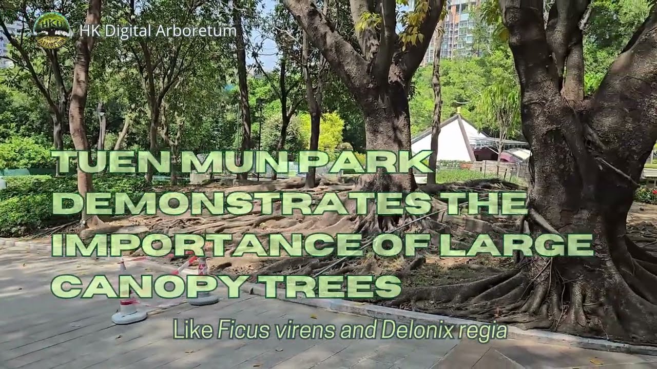 Tuen Mun Park Demonstrates the Importance of Large Canopy Trees