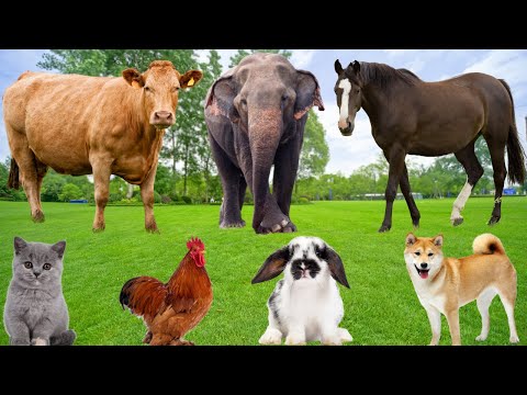 Cute Farm Animals: Goat, Cow, Horse, Cat, Chicken, Dog, Pig, Sheep, Giraffe โ Farm Animal Sounds