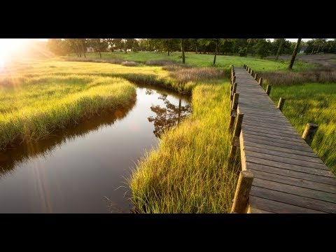 Three reasons to value salt marshes | Sci NC