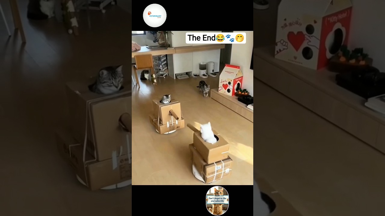 Cats at War 😹💥 | Cardboard Tank Battle Begins!