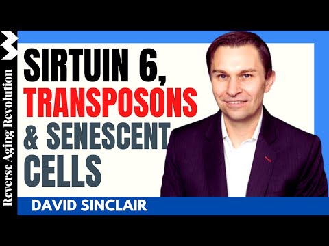 DAVID SINCLAIR “Sirtuin 6, Retrotransposons & Senescent Cells” | Dr David Sinclair Interview Clips
