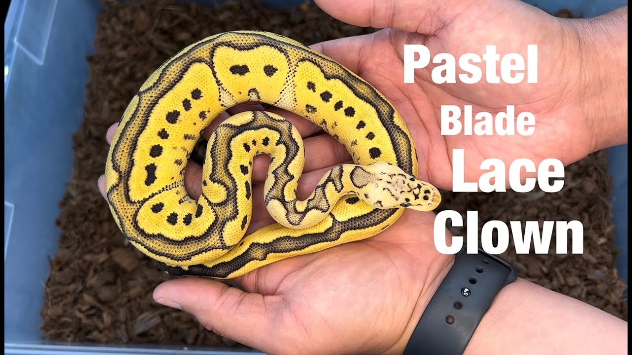 Lace Ball Python Project Update!