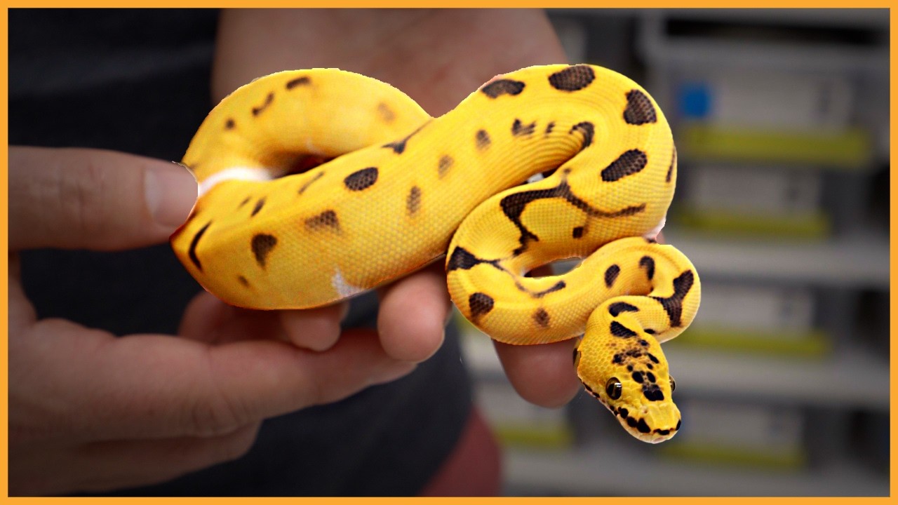 You CAN'T miss these new ball python hatchlings!