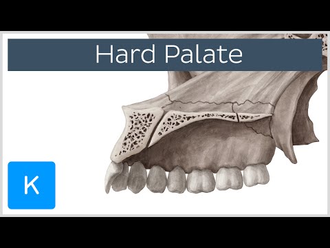 Hard palate - Function, Definition & Anatomy - Human Anatomy | Kenhub