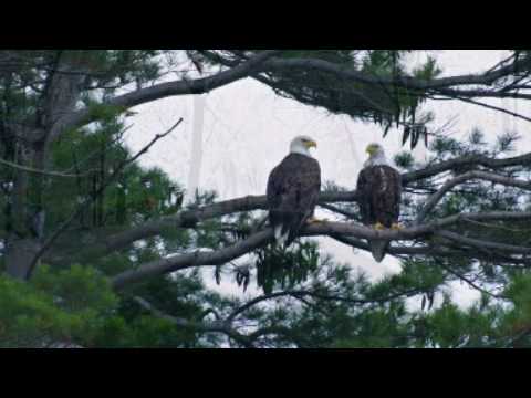 Ludington State Park DVD Introduction Movie June 2008 Todd and Brad Reed Photography