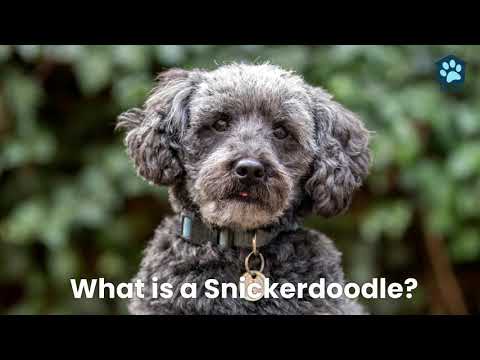 What is a Snickerdoodle Dog?