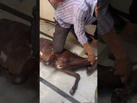 Goat zibah#halal meat#aqeeqa baqra#foryou #viral #مٹن #cuttingskills #meatcuttingstyle