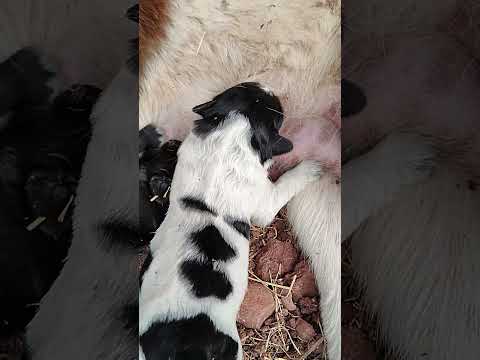 Nursing Karakachan Pups #karakachan #cuteanimals #homestead #farmlife