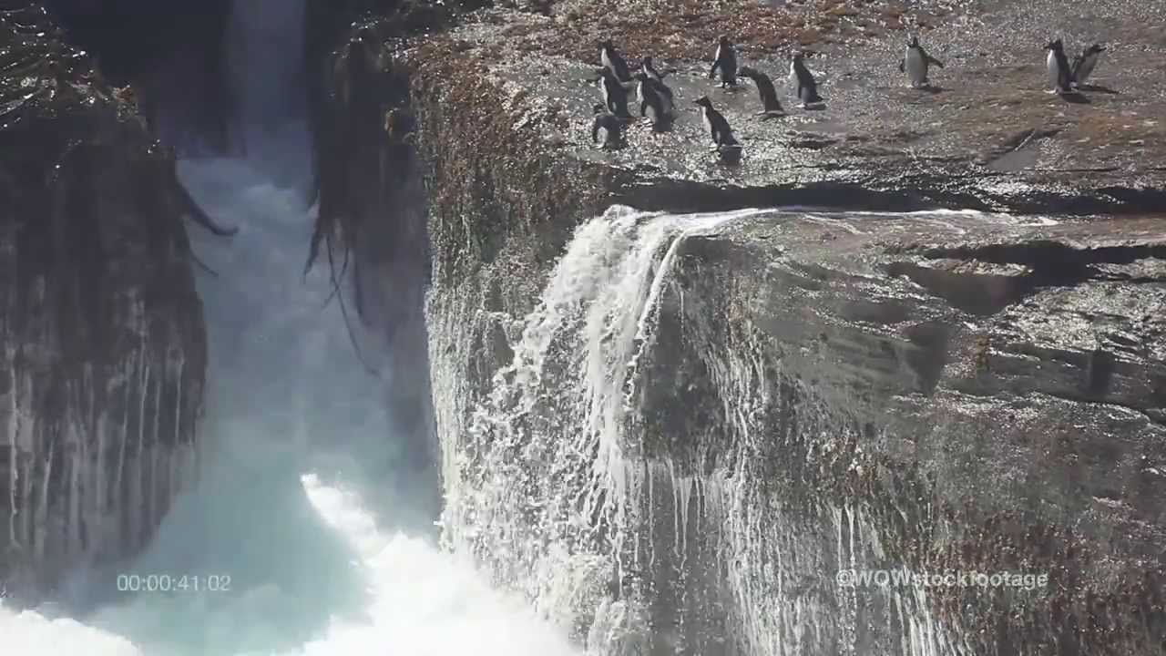 Rockhopper Penguins off cliff face SF1907