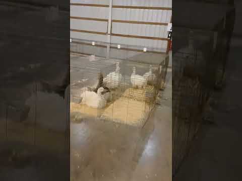 Sussex County Poultry Fanciers 2024 Fall Show, Prelude