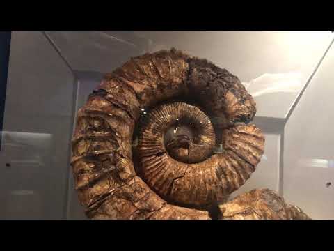 Tour Guide around the South Australian Museum of Natural History