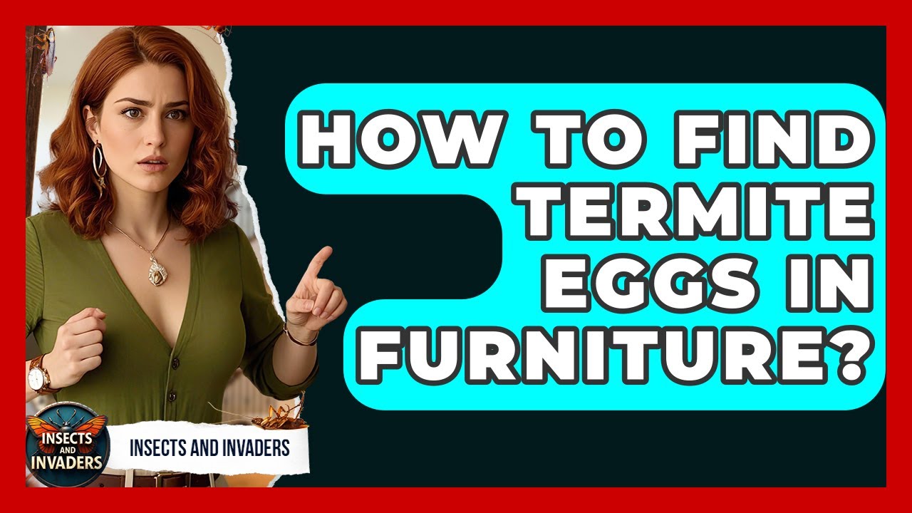 How To Find Termite Eggs In Furniture? - Insects and Invaders