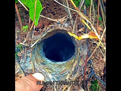 RUMAH TARANTULA βΌοΈ JEJAMBRENG#shorts