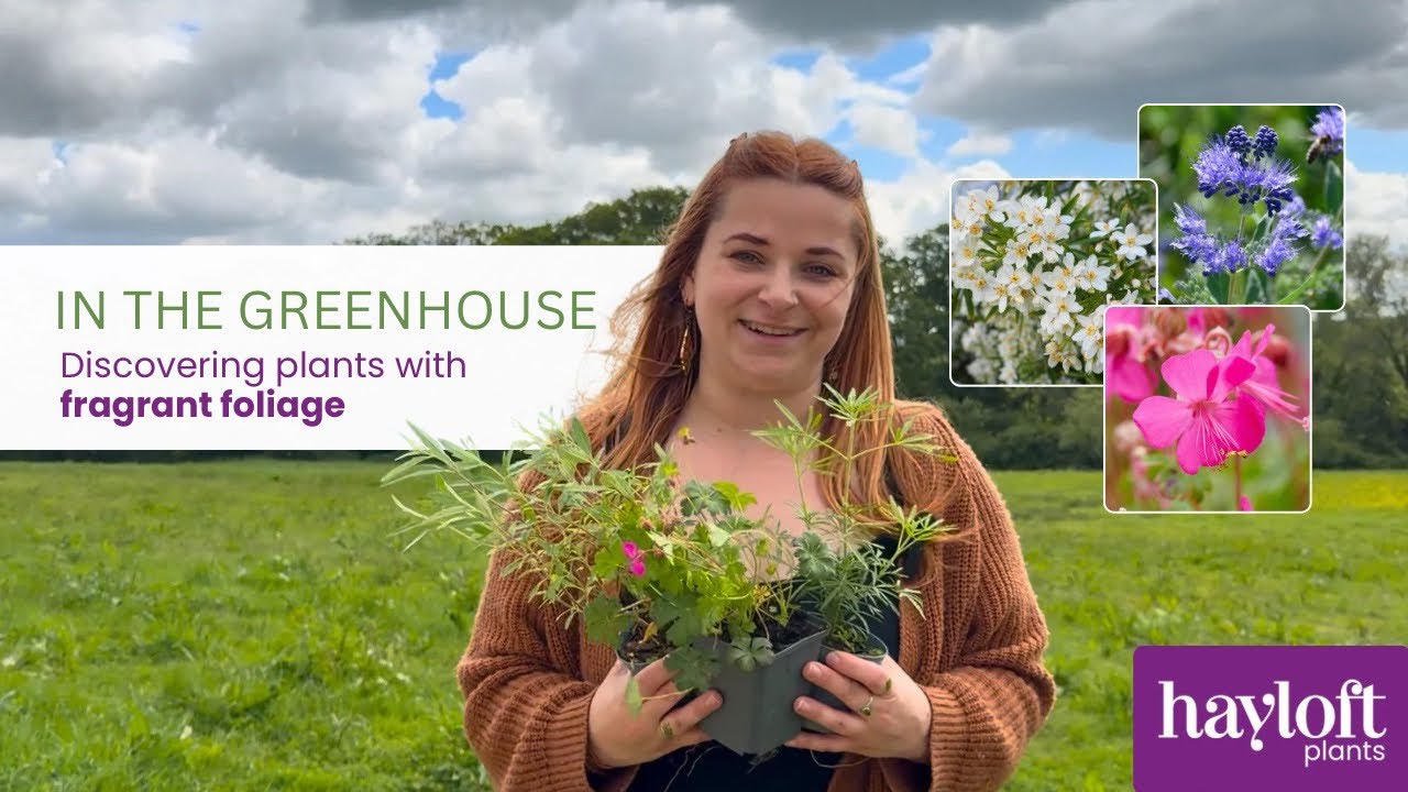 In The Greenhouse at Hayloft Plants - episode 1: Finding Fragrant Foliage 