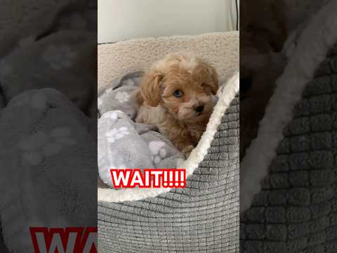 DON’T LEAVE!!😭 #cute #penguin #dontleave #puppy #cutedogs #pets #maltipoo #dogs #cuteanimal